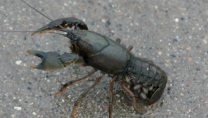 Crawdad Worship - Jolene Philo